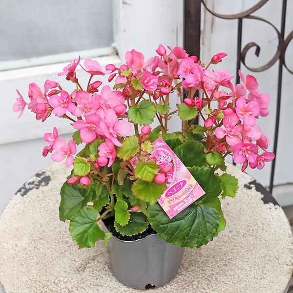 花苗 ベゴニア こもも こはる 音彩 ラブミー 3号 多年草 ピンク ホワイト かわいい 華やか よく咲く 小輪 秋〜冬 室内 : サザンフィールド gardeningshop - 通販 ...