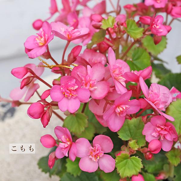 花苗 ベゴニア こもも こはる 音彩 ラブミー 3号 多年草 ピンク ホワイト かわいい 華やか よく咲く 小輪 秋〜冬 室内 : サザンフィールド gardeningshop - 通販 ...