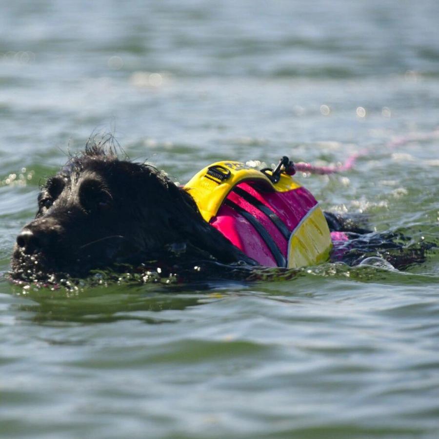 GEWALK ジウォーク 2025年モデル ウェーブライダー エコ 2XLサイズ 大型犬 ライフジャケット ライフベスト ドッグウェア ペット サイズ交換対応 : STARRY - 通販 ...