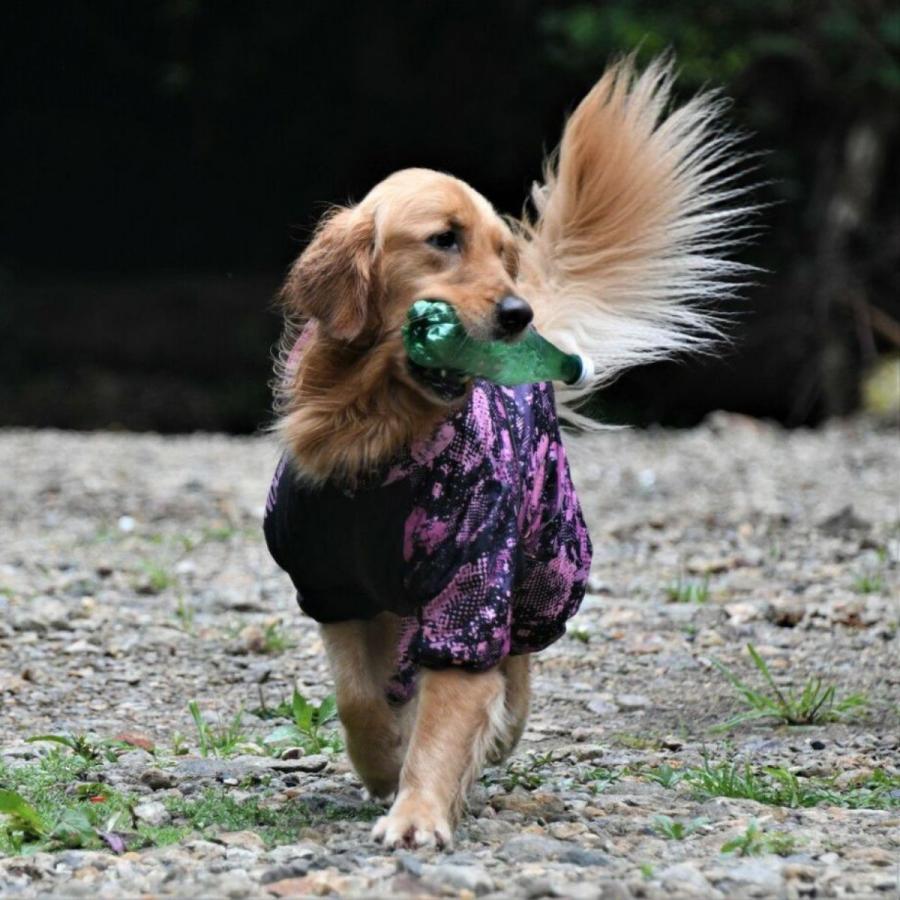 GEWALK ジウォーク ドリズル サーマル オーバーオール 5L（4XL） 撥水加工 ドッグウェア : STARRY - 通販 - Yahoo!ショッピング