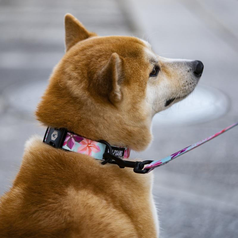 WOLFGANG MAN & BEAST 犬 首輪 ウルフギャング DigiFloral COLLAR（M size 首周り：30〜45cm）アメリカンメイド ネコポス対応 : STARRY ...