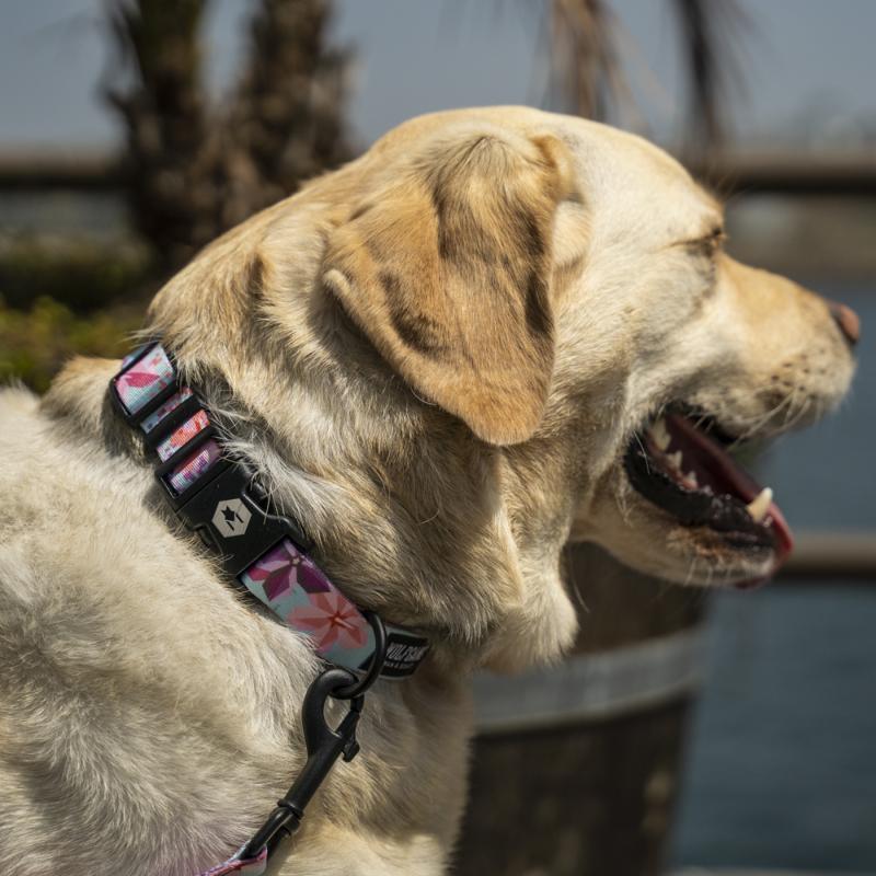 WOLFGANG MAN & BEAST 犬 首輪 ウルフギャング DigiFloral COLLAR（M size 首周り：30〜45cm）アメリカンメイド ネコポス対応 : STARRY ...
