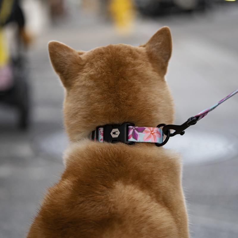 WOLFGANG MAN & BEAST 犬 首輪 ウルフギャング DigiFloral COLLAR（L size 首周り：45〜66cm）アメリカンメイド ネコポス対応 : STARRY ...