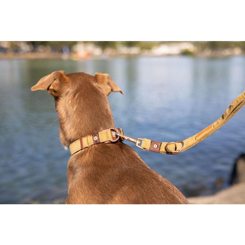 EZYDOG（イージードッグ） 犬用首輪 ダブルロックカラー M コーデュロイ【プレミアム コーデュロイ コレクション】 4959283058054 : steadysurf - 通販 ...