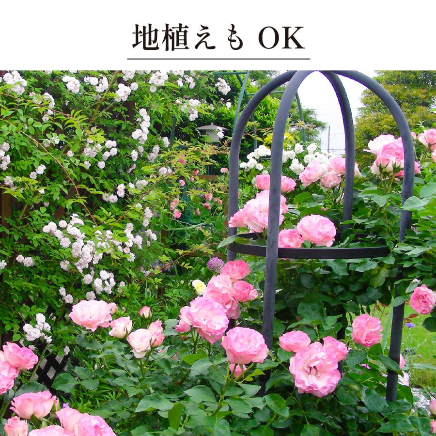 ブランド登録なし オベリスク 幅31.7cm 高さ175cm コンパクト収納 オベリスク支柱 トレリス 黒 : 園芸用品専門店リーフ - 通販 - Yahoo!ショッピング