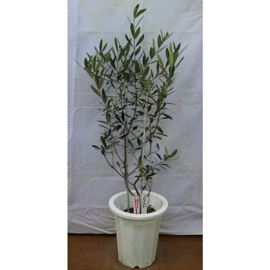 オリーブの木（苗木）、果実つけた ”クライスト” 7号鉢、樹高85cm , ピクルス・オイル兼用で成長が早く、自家結実性の高い鉢植 (7crs-1) : ストアオリーブノア - 通販 ...