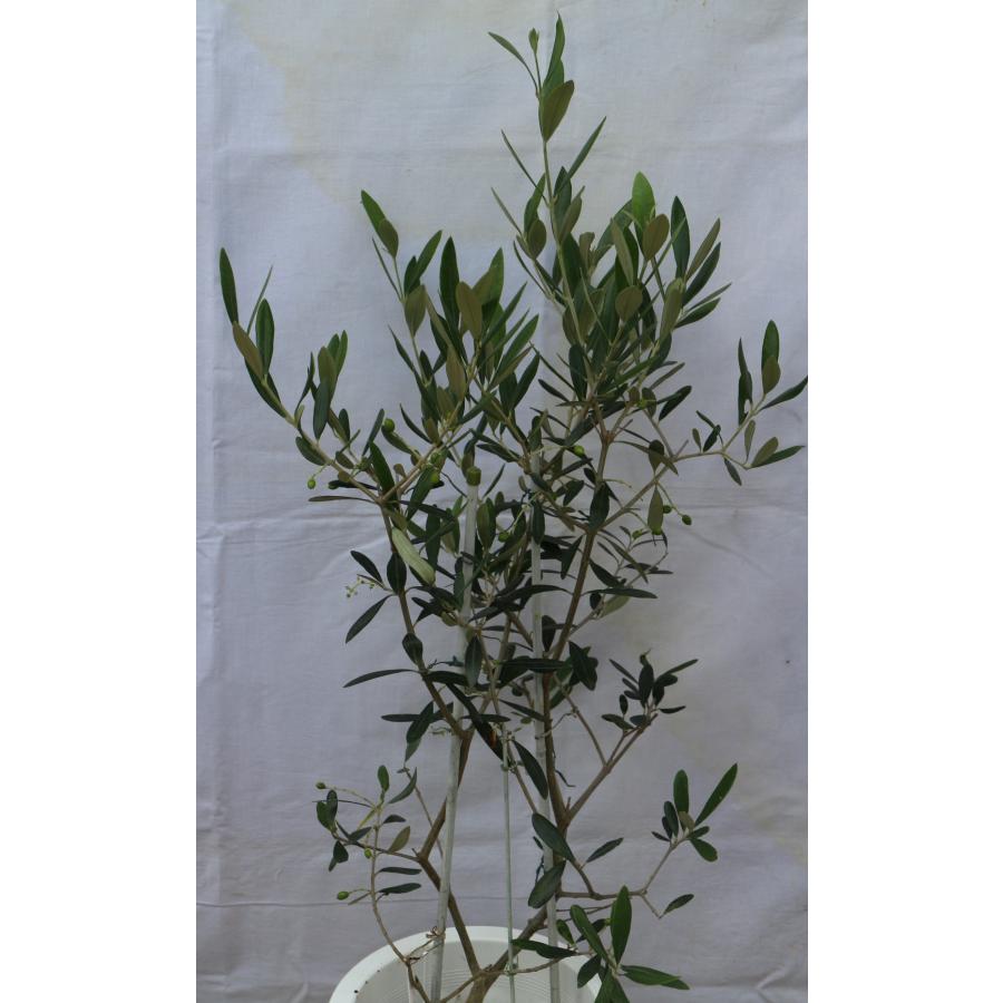 オリーブの木（苗木）、果実つけた ”クライスト” 7号鉢、樹高85cm , ピクルス・オイル兼用で成長が早く、自家結実性の高い鉢植 (7crs-1) : ストアオリーブノア - 通販 ...