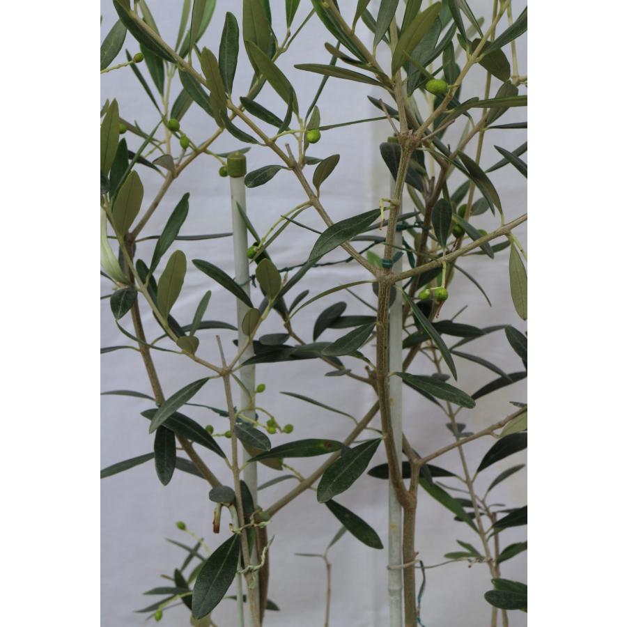 オリーブの木（苗木）、果実つけた ”クライスト” 7号鉢、樹高85cm , ピクルス・オイル兼用で成長が早く、自家結実性の高い鉢植 (7crs-1) : ストアオリーブノア - 通販 ...