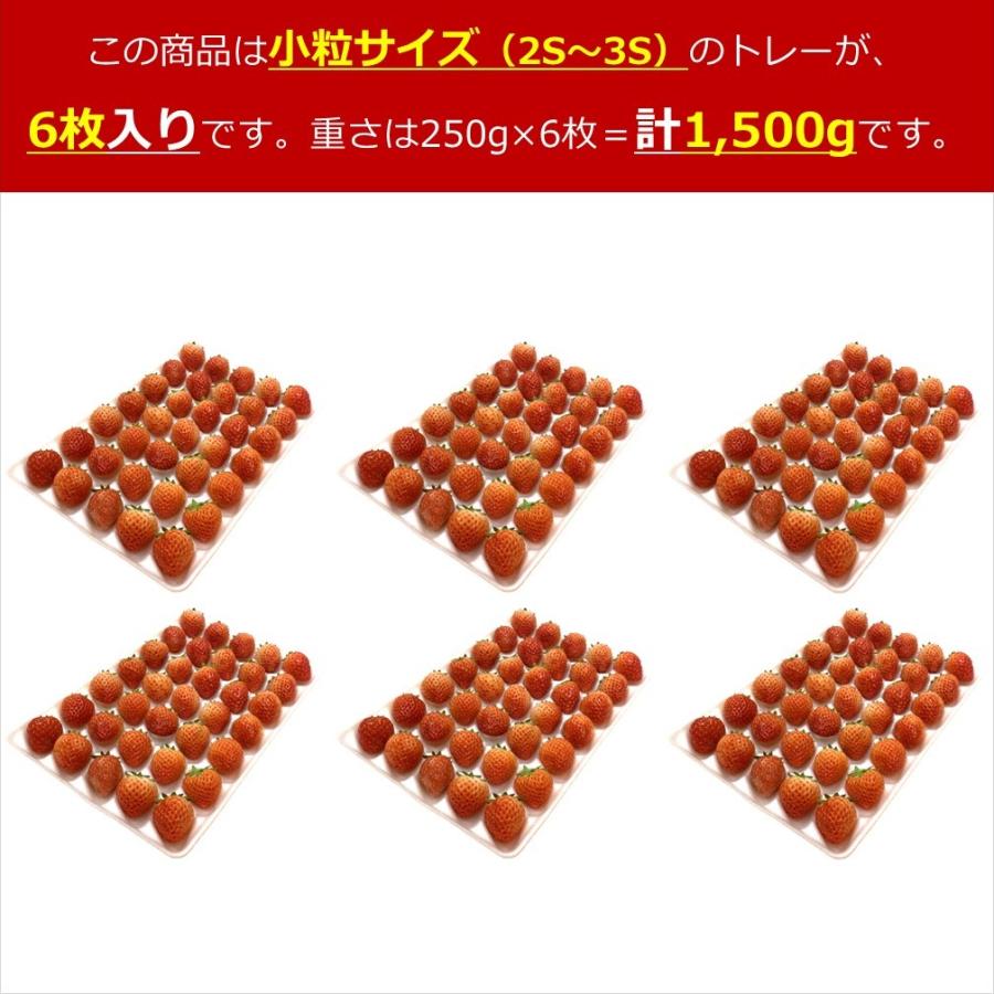 【送料無料】【まとめ買い】生食できる夏イチゴ 6月〜11月発送 小粒 2S〜3Sサイズ 6パック 1.5kg 秋田県産 なつあかり ご自宅用 生食用 ケーキ・スイーツ用 : 夏イチゴ農園 ...