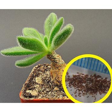 種子10粒 チレコドン・レウコスリクス(Tylecodon leucothrix) : 多肉植物ワールド - 通販 - Yahoo!ショッピング