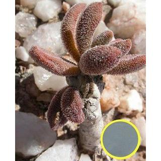 チレコドン・ピグマエウス（Tylecodon Pygmaeus）の種子 : 多肉植物ワールド - 通販 - Yahoo!ショッピング