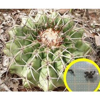 ディスコカクタス・カチンギコラ(discocactus catingicola)の種子 : 多肉植物ワールド - 通販 - Yahoo!ショッピング