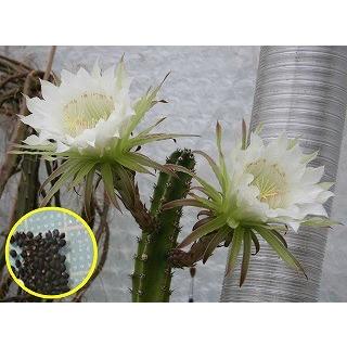 エリオケレウス 袖ヶ浦(eriocereus jusbertii)の種子 : cts-ecs-eriocereus-jusbertii ...