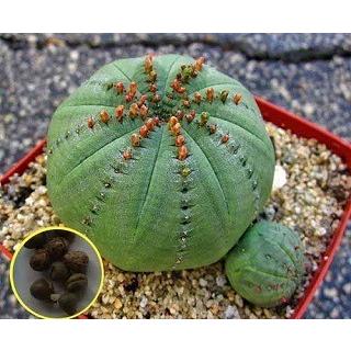 種子15粒 ユーフォルビア オベサ(Euphorbia obesa) : 多肉植物ワールド - 通販 - Yahoo!ショッピング