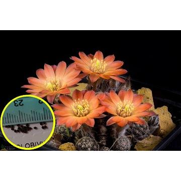 種子15粒 メディオロビビア ピグマエアの種子(Mediolobivia pygmaea) : 多肉植物ワールド - 通販 - Yahoo ...