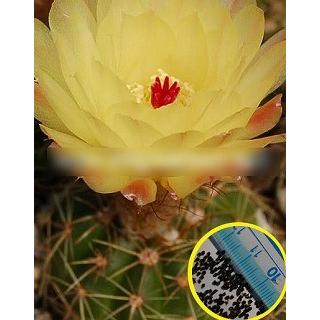 種子10粒 ノトカクタス インコンプツス(Notocactus incomptus)の種子 : 多肉植物ワールド - 通販 - Yahoo ...