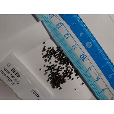 種子10粒 ノトカクタス インコンプツス(Notocactus incomptus)の種子 : 多肉植物ワールド - 通販 - Yahoo ...