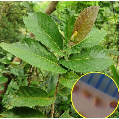 種子10粒 フィカス セミコルダタ(Ficus semicordata) : 多肉植物ワールド - 通販 - Yahoo!ショッピング
