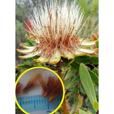 種子6粒 プロテア キリマンジャリカ(Protea caffra subsp. kilimandscharica) : 多肉植物ワールド - 通販 - Yahoo!ショッピング