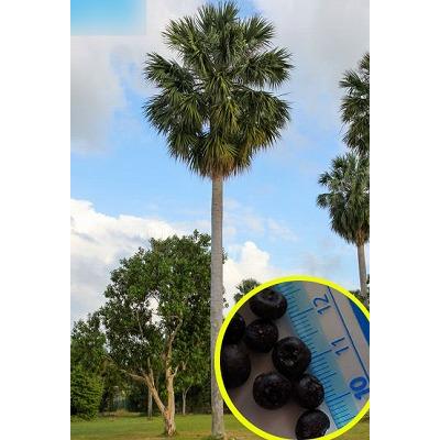 種子10粒 サバル マリチマ(Sabal maritima） : 多肉植物ワールド - 通販 - Yahoo!ショッピング