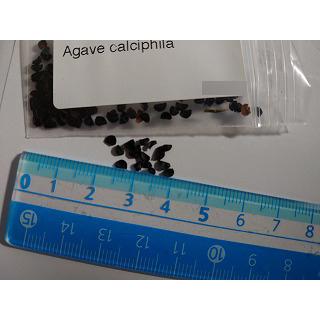 種子10粒 アガベ・カルチフィラ(Agave calciphila） : 多肉植物ワールド - 通販 - Yahoo!ショッピング