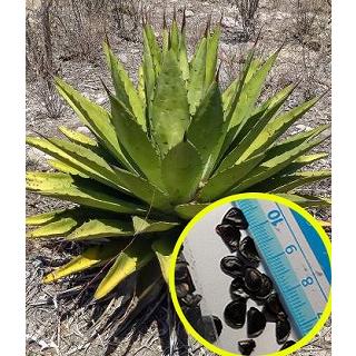 種子10粒 アガベ・リオバー(Agave lyobaa)の種子 : 多肉植物ワールド - 通販 - Yahoo!ショッピング