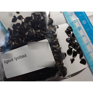 種子10粒 アガベ・リオバー(Agave lyobaa)の種子 : 多肉植物ワールド - 通販 - Yahoo!ショッピング