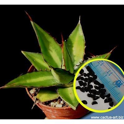 種子30粒 アガベ・トライアンギュラリス(Agave triangularis） : 多肉植物ワールド - 通販 - Yahoo!ショッピング