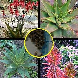 アロエ・アフィニス(Aloe affinis)の種子 : 多肉植物ワールド - 通販 - Yahoo!ショッピング