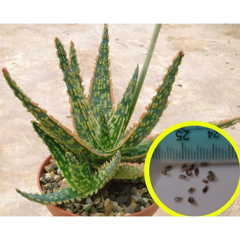 アロエ ビトーの種子(Aloe cv. vito) : 多肉植物ワールド - 通販 - Yahoo!ショッピング