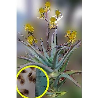 アロエ・ボルケンシー(Aloe volkensii）の種子 : suc-ale-aloe-volkensii : 多肉植物ワールド - 通販 ...