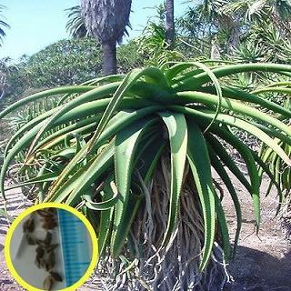 種子15粒 アロエ・アロオイデス(Aloe alooides) : 多肉植物ワールド - 通販 - Yahoo!ショッピング