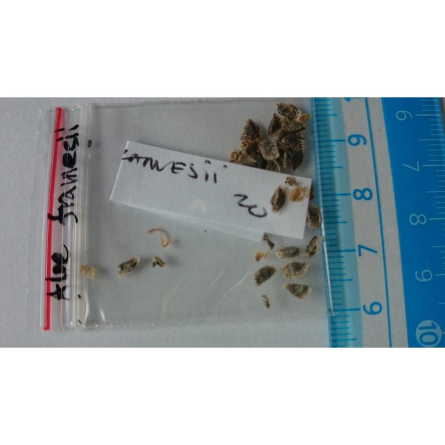 種子15粒 アロエ・フラメシー(Aloe framesii) : 多肉植物ワールド - 通販 - Yahoo!ショッピング