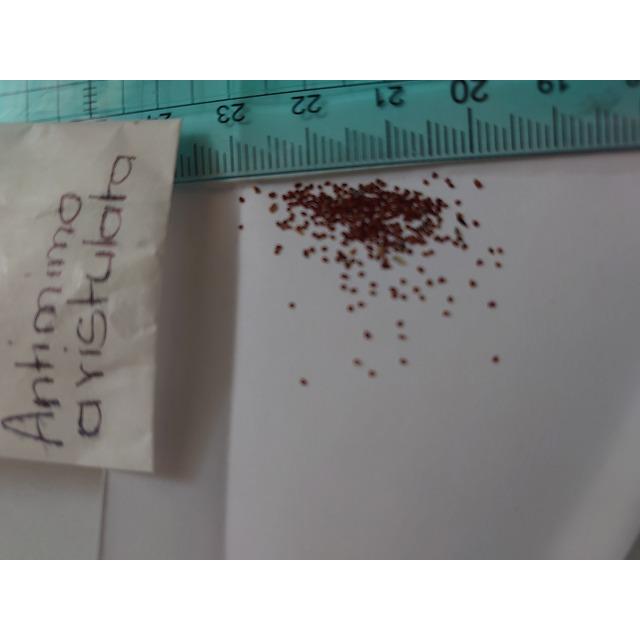 アンチミマ アリスチュラータの種子(Antimima aristulata) : 多肉植物ワールド - 通販 - Yahoo!ショッピング