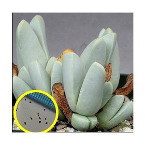種子30粒 アンティミマ・デュアリス(Antimima dualis) : 多肉植物ワールド - 通販 - Yahoo!ショッピング