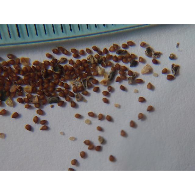 アンチミマ ミニマの種子(Antimima minima) : 多肉植物ワールド - 通販 - Yahoo!ショッピング