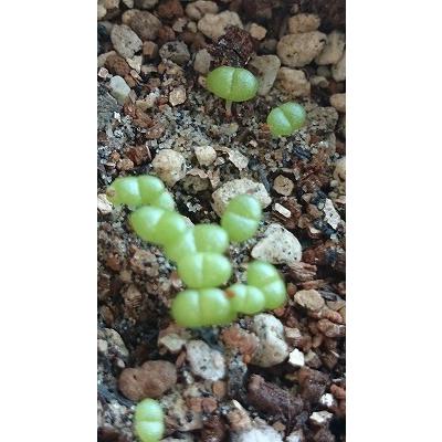 アンティミマ・ピグマエア(Antimima pygmaea)の種子 : 多肉植物ワールド - 通販 - Yahoo!ショッピング