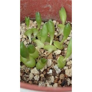 アンティミマ・ピグマエア(Antimima pygmaea)の種子 : 多肉植物ワールド - 通販 - Yahoo!ショッピング