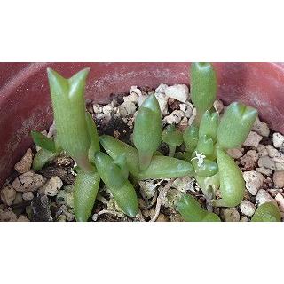 アンティミマ・ピグマエア(Antimima pygmaea)の種子 : 多肉植物ワールド - 通販 - Yahoo!ショッピング