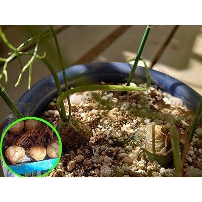 ボウィエア ボルビリス蒼角殿（Bowiea Volubilis）の球根 : 多肉植物ワールド - 通販 - Yahoo!ショッピング