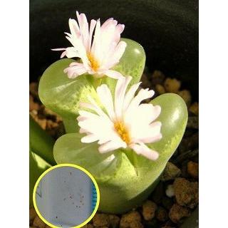 コノフィツム・ロンガム(Conophytum Longum)の種子 : 多肉植物ワールド - 通販 - Yahoo!ショッピング