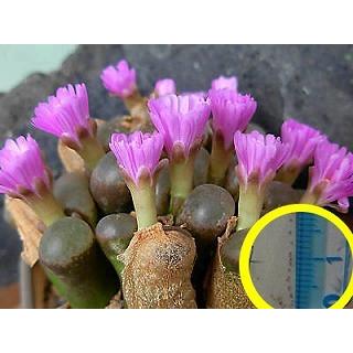 コノフィツム・プラエセクツム(Conophytum praesectum COP272-27)の20粒種子パッケージ : 多肉植物ワールド ...