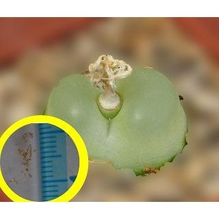 コノフィツム・ラツム(Conophytum Ratum)の種子 : 多肉植物ワールド - 通販 - Yahoo!ショッピング