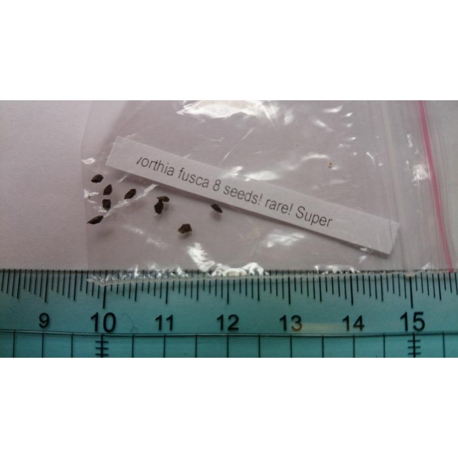 ハオルチア フスカ(Haworthia fusca)の種子 : 多肉植物ワールド - 通販 - Yahoo!ショッピング