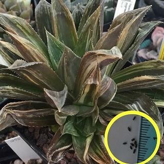 ハオルチア ハイブリッド種子(斑入りMaya-3386) : 多肉植物ワールド - 通販 - Yahoo!ショッピング