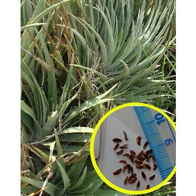 種子20粒 ヘクチア・ペロテンシス(Hechtia perotensis)の種子 : 多肉植物ワールド - 通販 - Yahoo!ショッピング