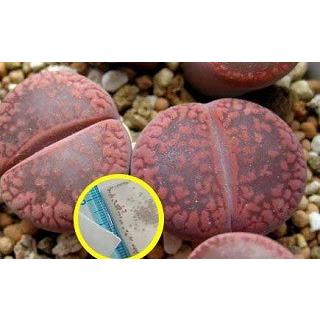 リトープス 日輪玉 'ルーデスヘイム・ルビー'(Lithops aucampiae 'Rudesheim Ruby’)の種子 : 多肉植物 ...