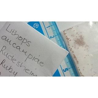 リトープス 日輪玉 'ルーデスヘイム・ルビー'(Lithops aucampiae 'Rudesheim Ruby’)の種子 : 多肉植物 ...