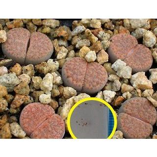 リトープス・フレデリッキー(Lithops dinteri ssp frederici C180)の種子 : 多肉植物ワールド - 通販 - Yahoo!ショッピング