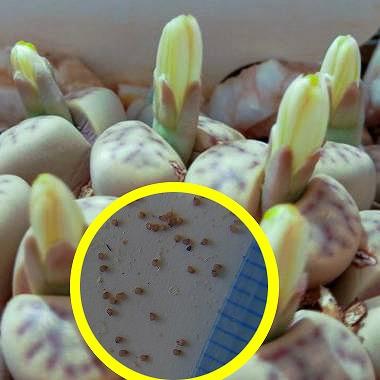 種子20粒 リトープス ディンテリ 多点神笛玉 C181の種子(Lithops dinteri subsp. multipunctata C181) : 多肉植物ワールド - 通販 ...